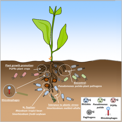 Biología de las interacciones beneficiosas planta-microorganismo - Sociedad Española de ...