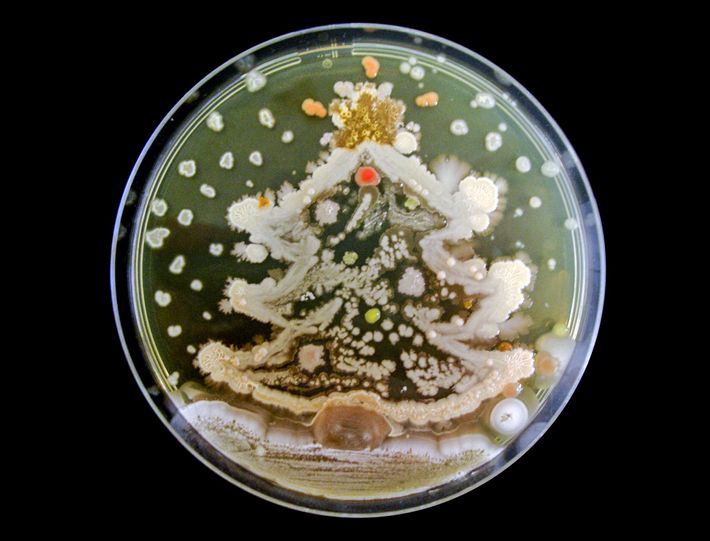 Christmas Microbes - Spanish Society of Microbiology