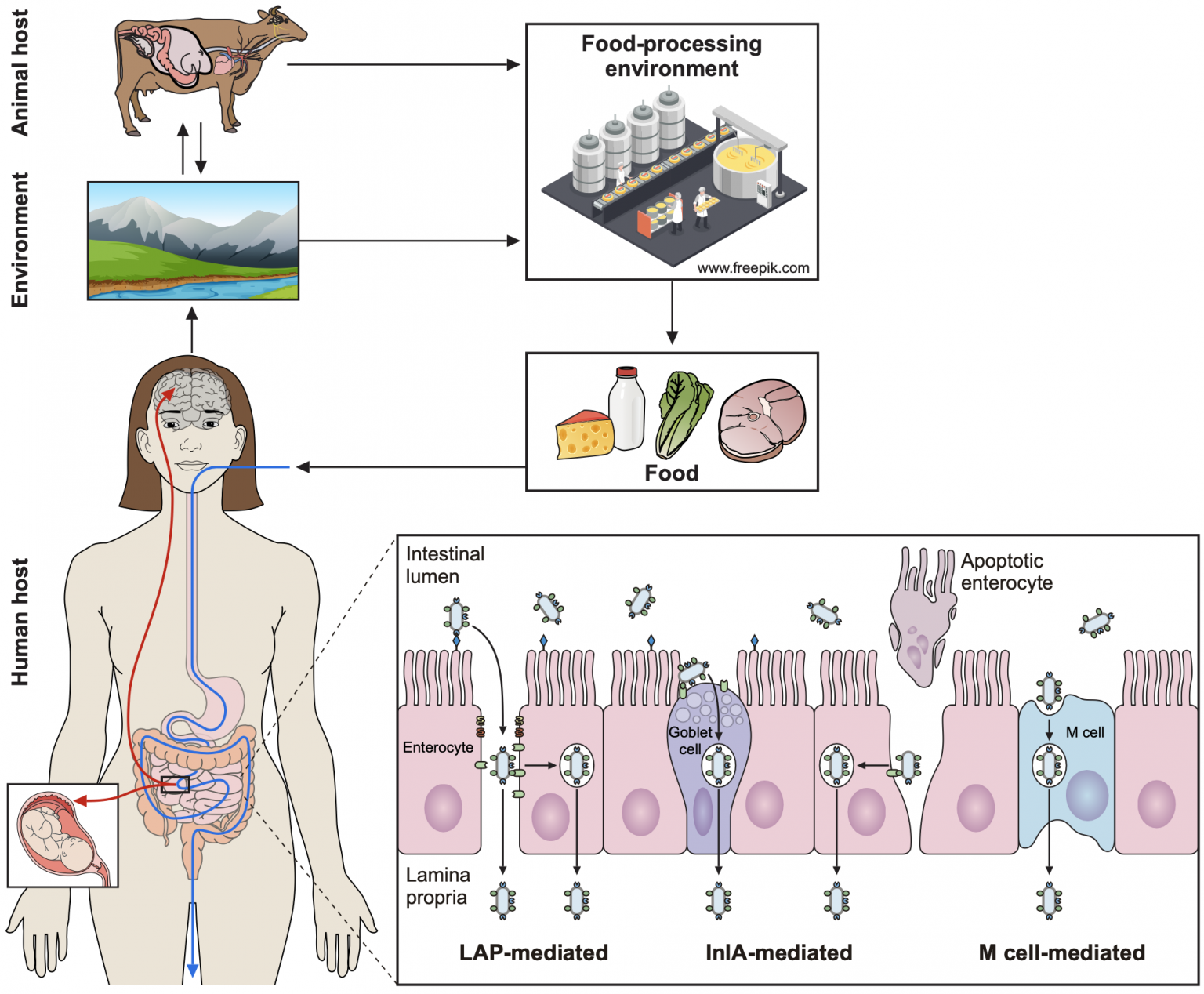 Listeria monocytogenes: biología e infección - Sociedad Española de ...