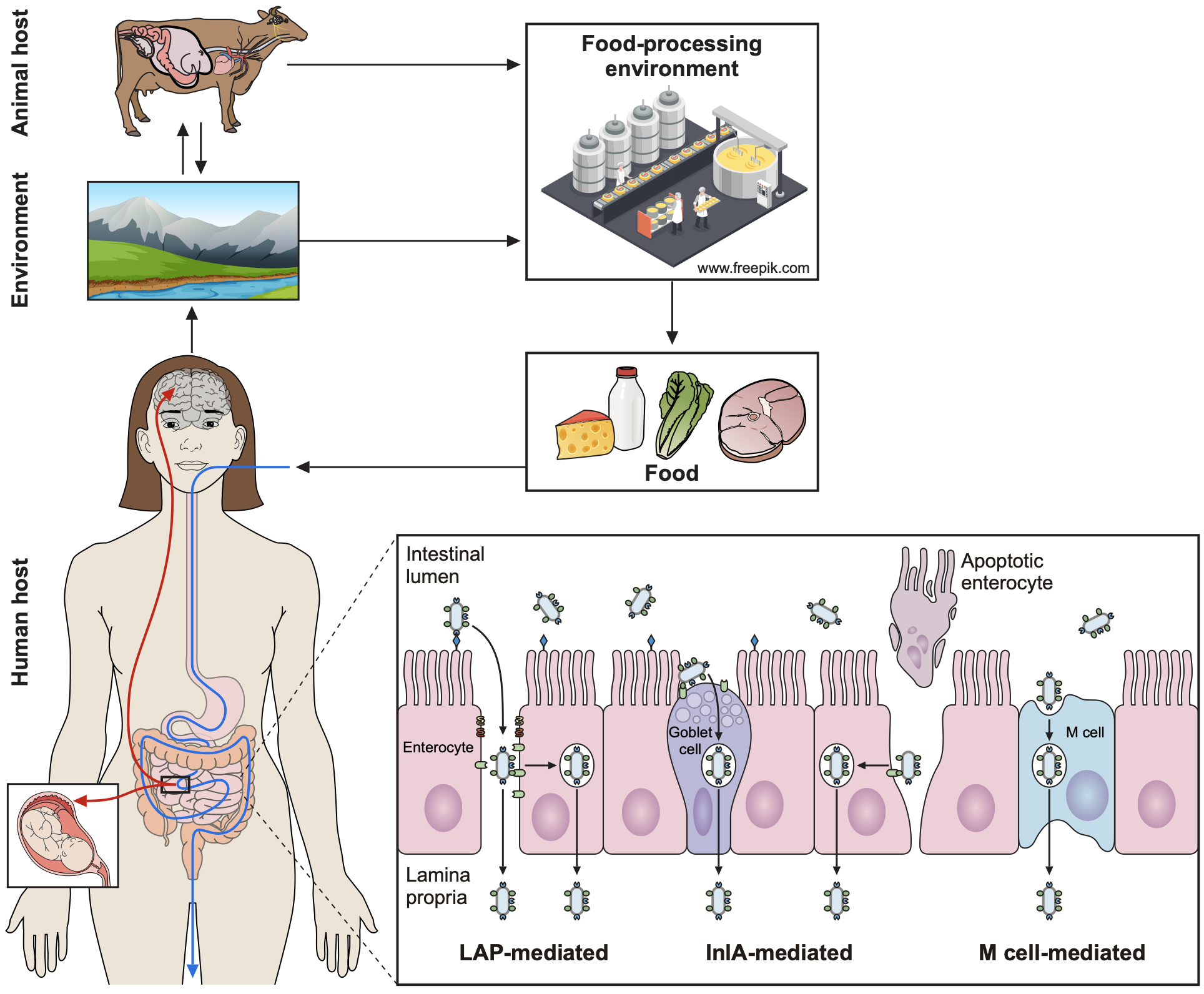 Listeria monocytogenes: biología e infección - Sociedad Española de Microbiología