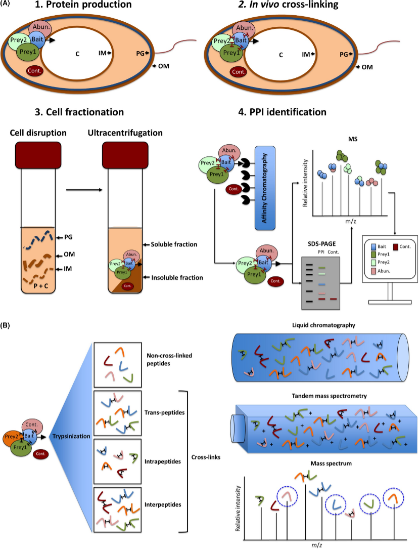 Sistemas de secreción de tipo VI y vesículas extracelulares de membrana ...