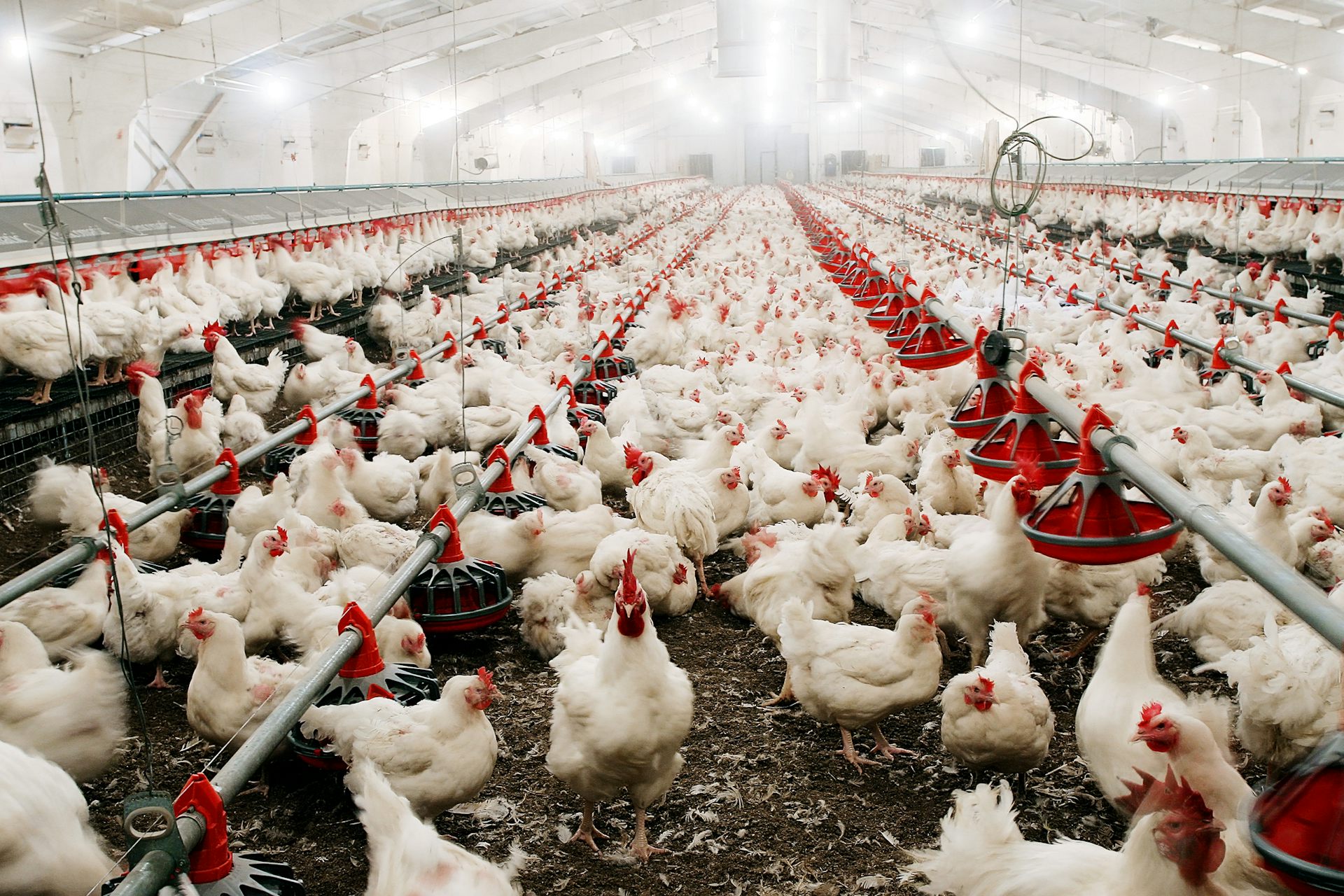 First death in the world of a person infected with the H5N5 avian flu ...